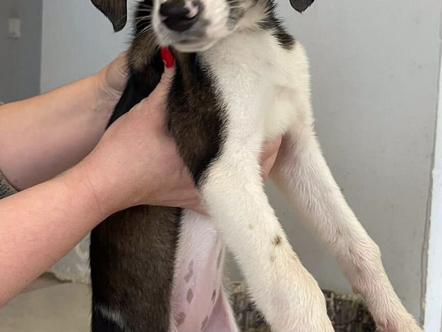 Собака в добрые руки отдам бесплатно