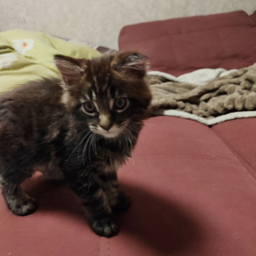 Майн кун котята мальчики