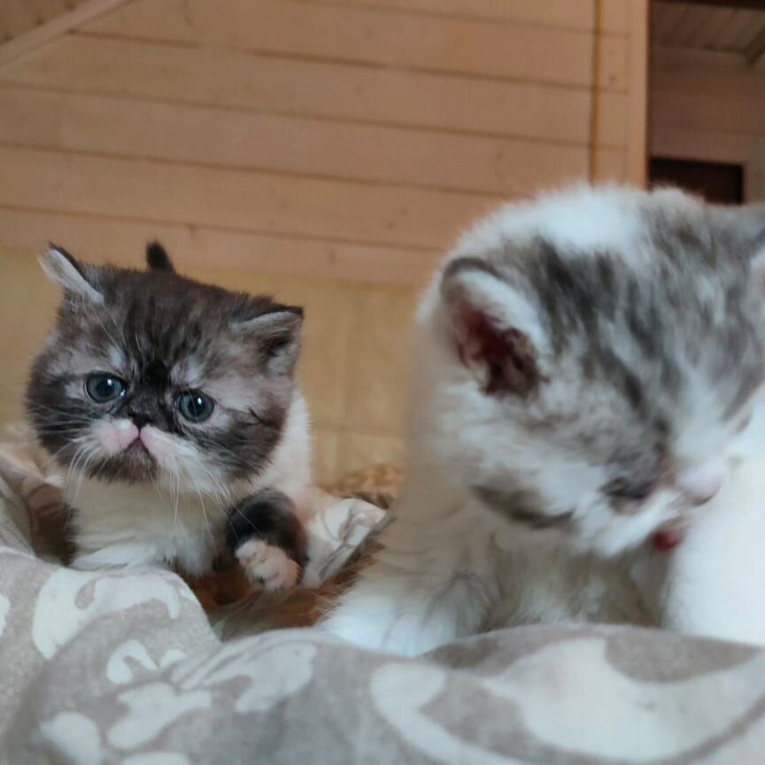 Экзотические короткошерстные котята