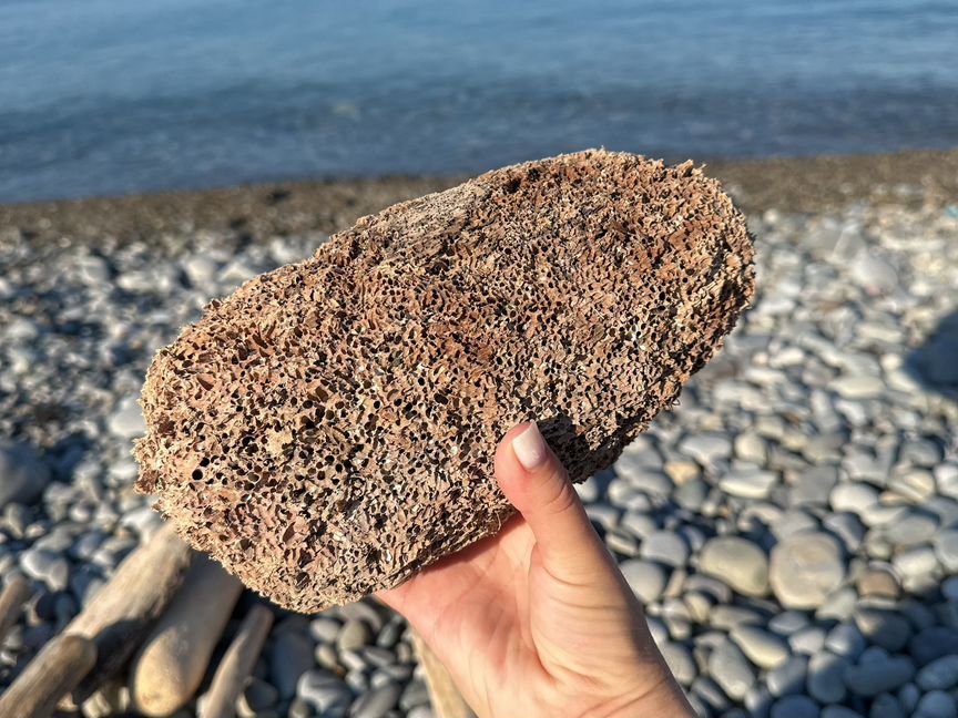 Коряга в террариум