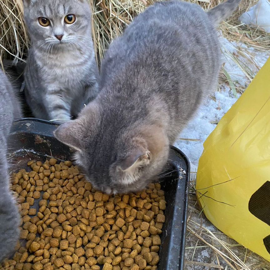 Котята в добрые руки