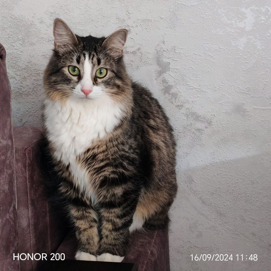 Кошечка годовалая