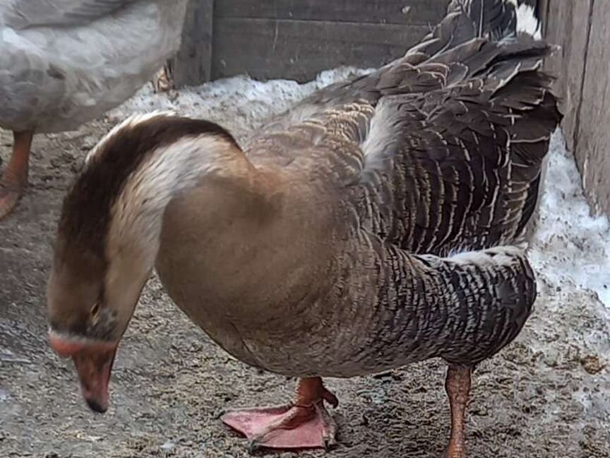 Гуси -индоуки