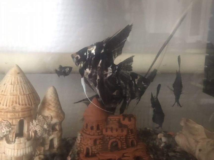 Аквариумные рыбы разные