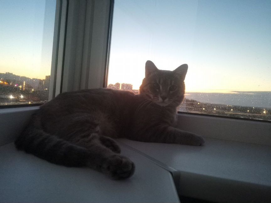 Кот