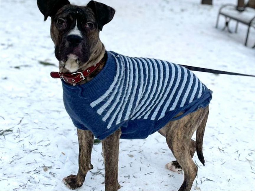 Питбуль Фортуна ищет дом