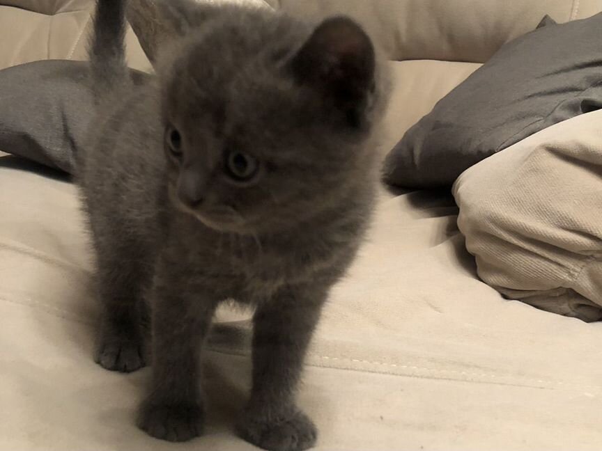 Шотландские котята