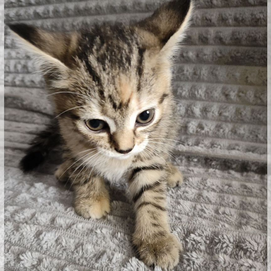 Сибирский котёнок