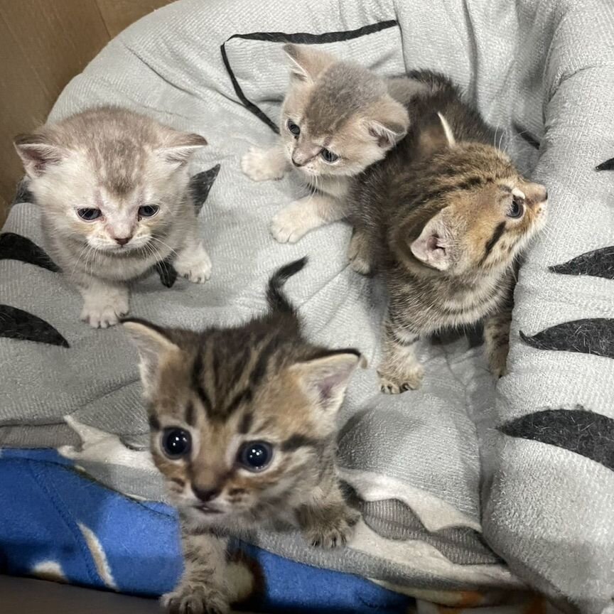 Британский короткошёрстный котёнок