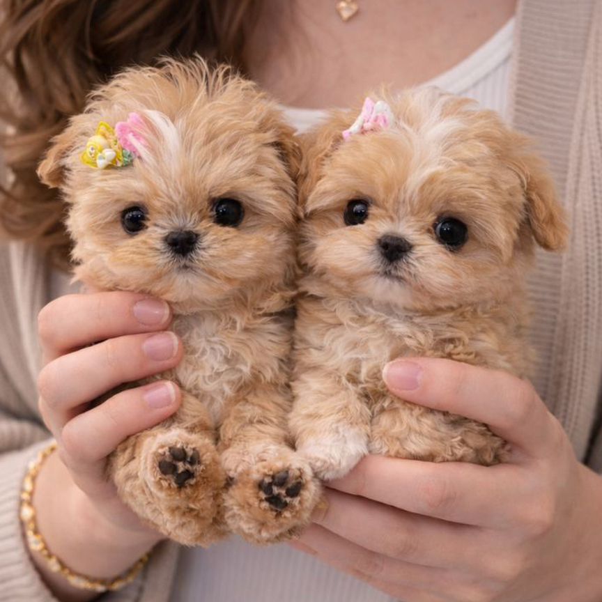 Мальтипу, щенок