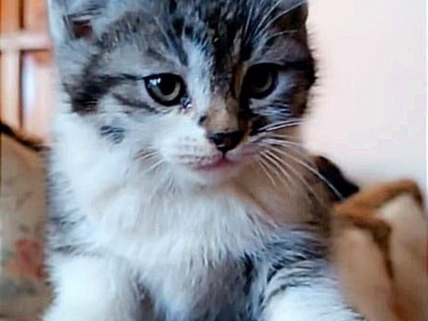 Котенок в добрые руки