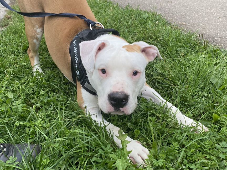 Щенок Стаффорда