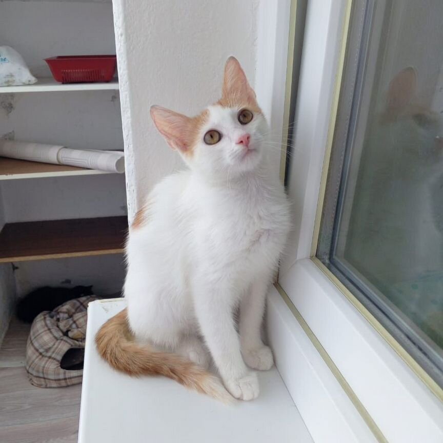 Котики бесплатно