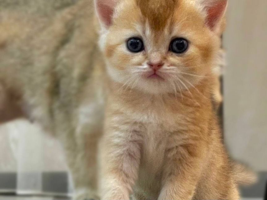 Котята золотая шиншилла