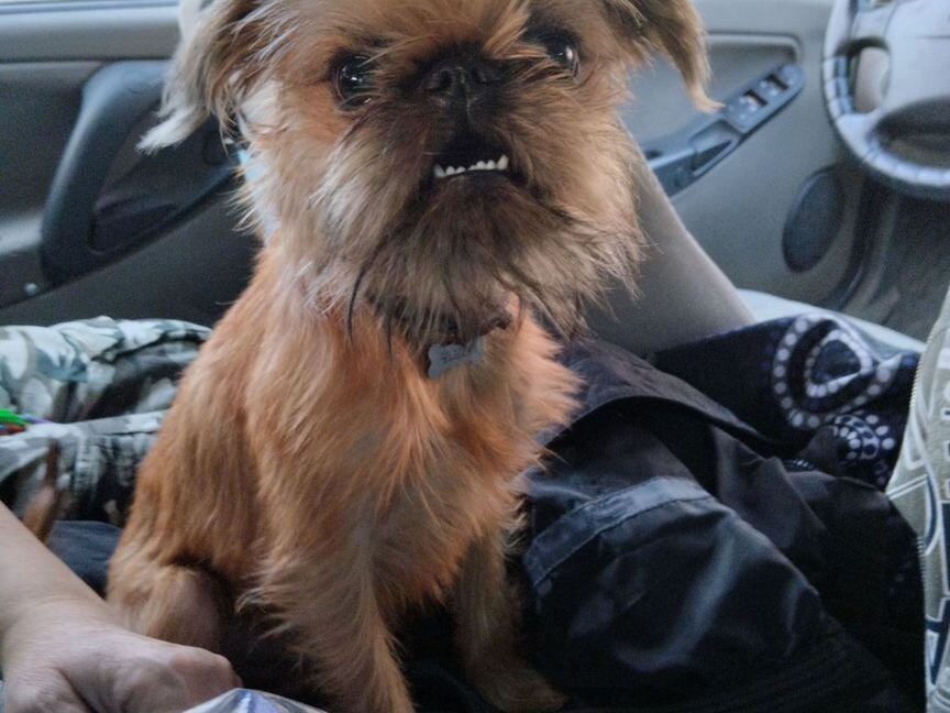 Брюссельский гриффон