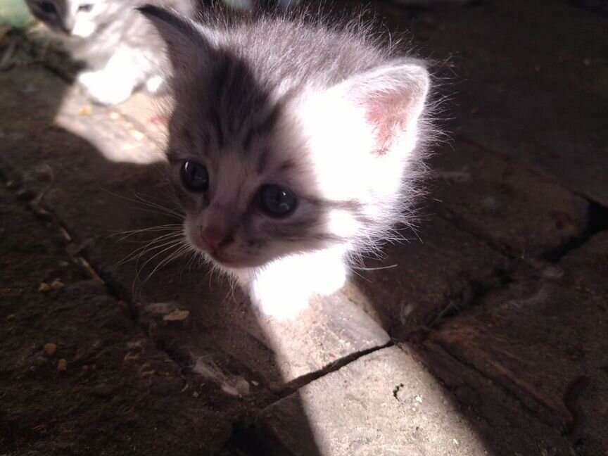 Продам котенка