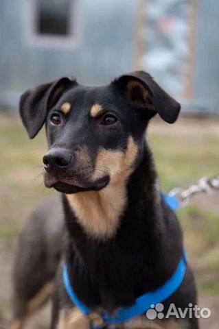 Белла, щенок в добрые руки бесплатно