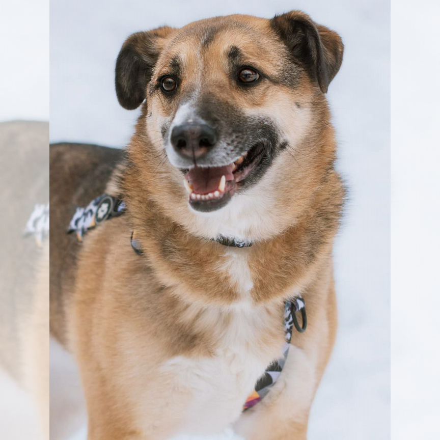 Взрослая собака в добрые руки