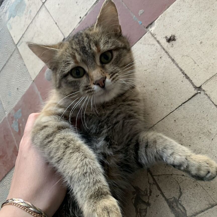 Маленькая кошечка без хвостика