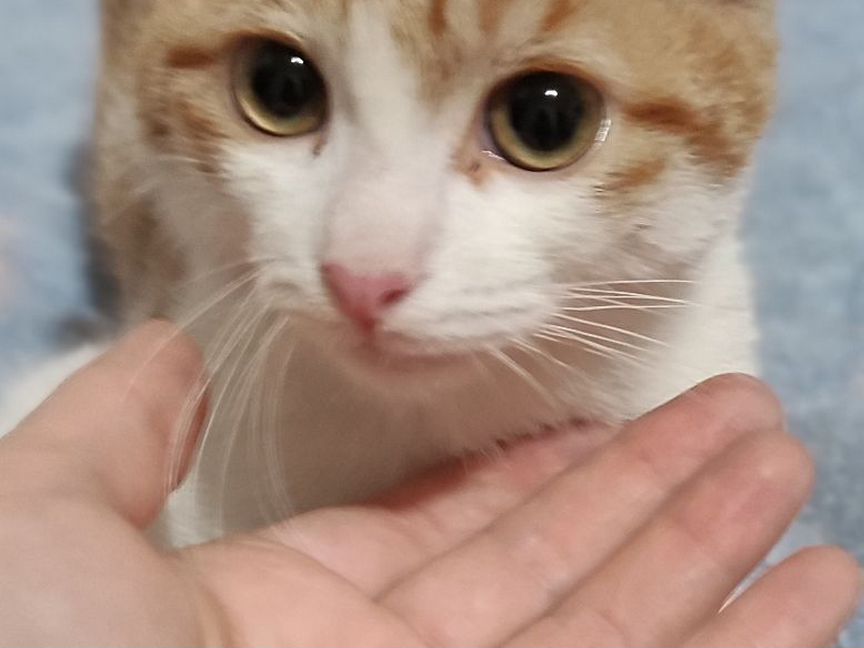 Ну оочень ласковый рыжий котенок