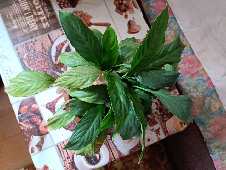 Спатифиллум