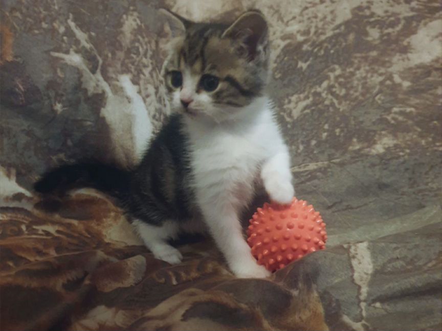 Принц Покамаленький или Принц Горячийпирожок