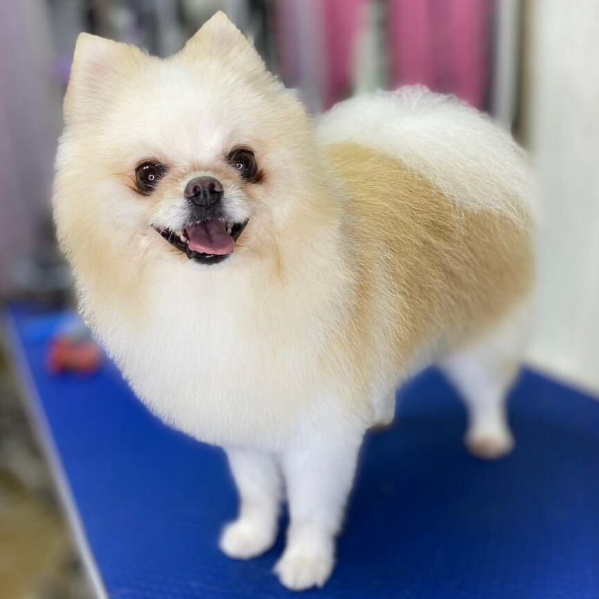 Померанский шпиц, взрослый пёс