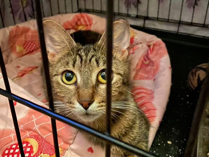 Кошка