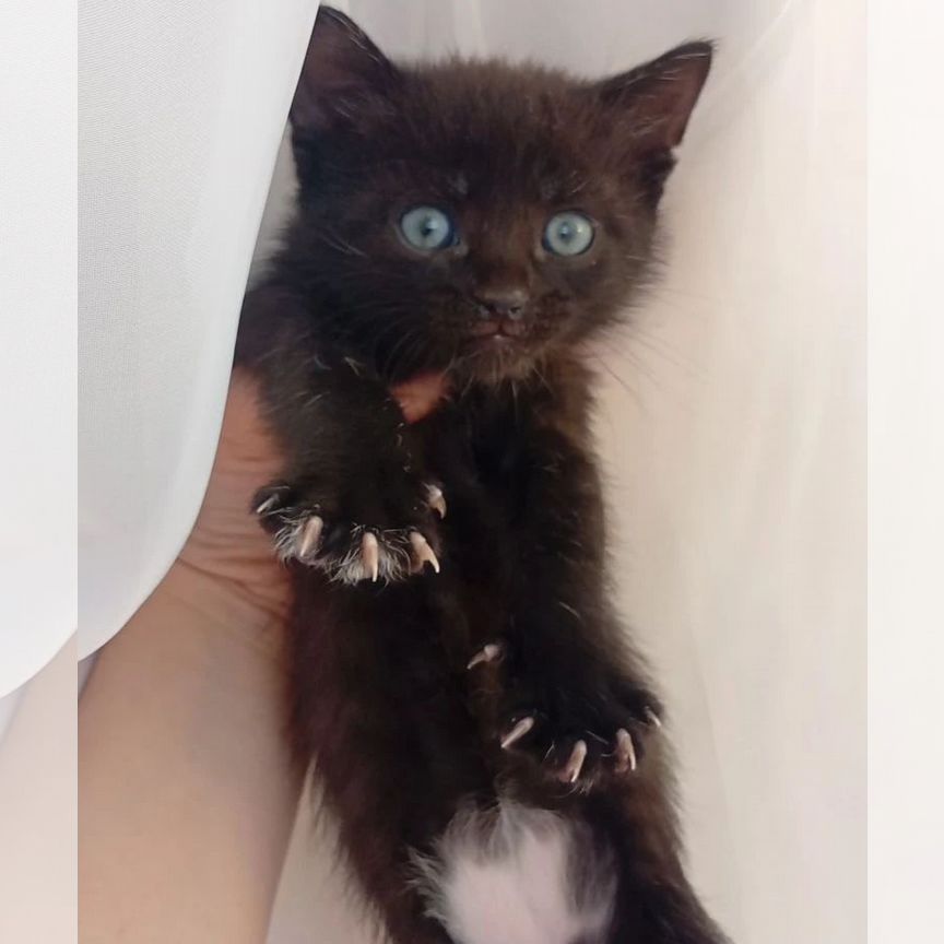 Котёнок в добрые руки