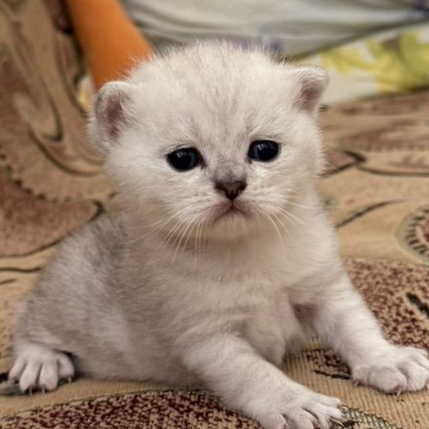 Шотландский вислоухий короткошёрстный котёнок