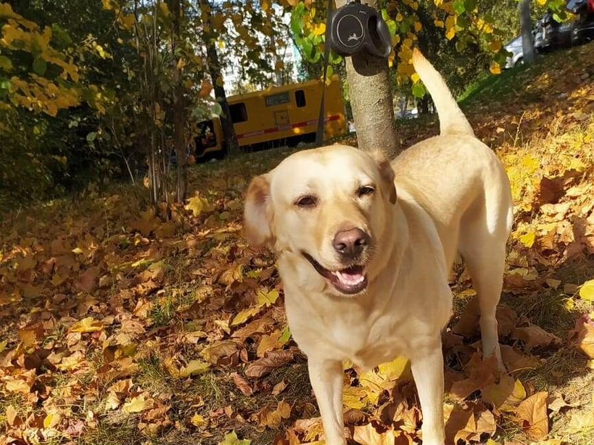 Лабрадор в добрые руки