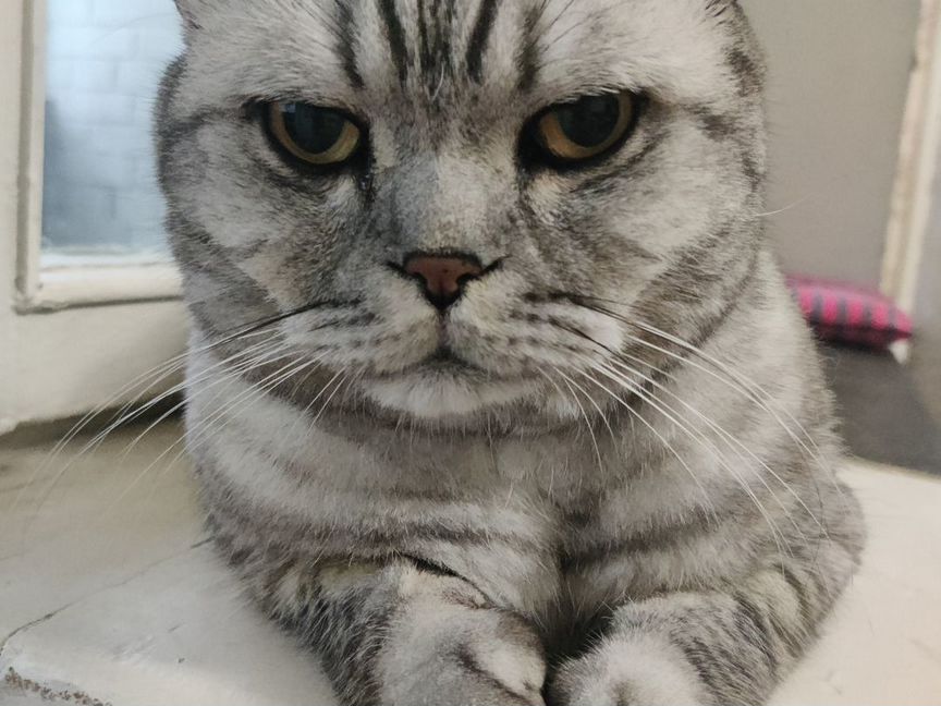 Отдам котика в добрые руки