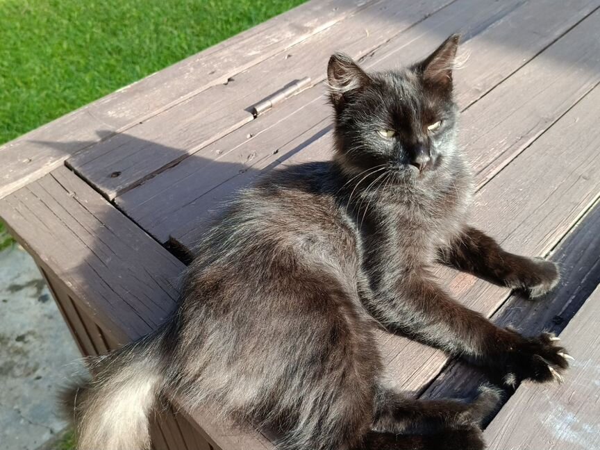 Охотничий котик