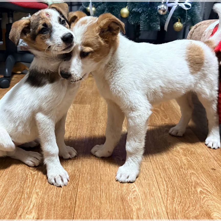 Щенок в добрые руки