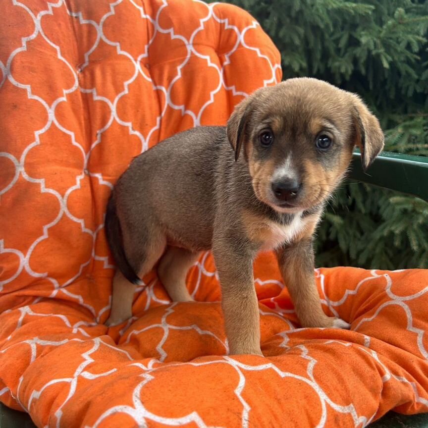 Собаки из приюта "Косточка, живи"