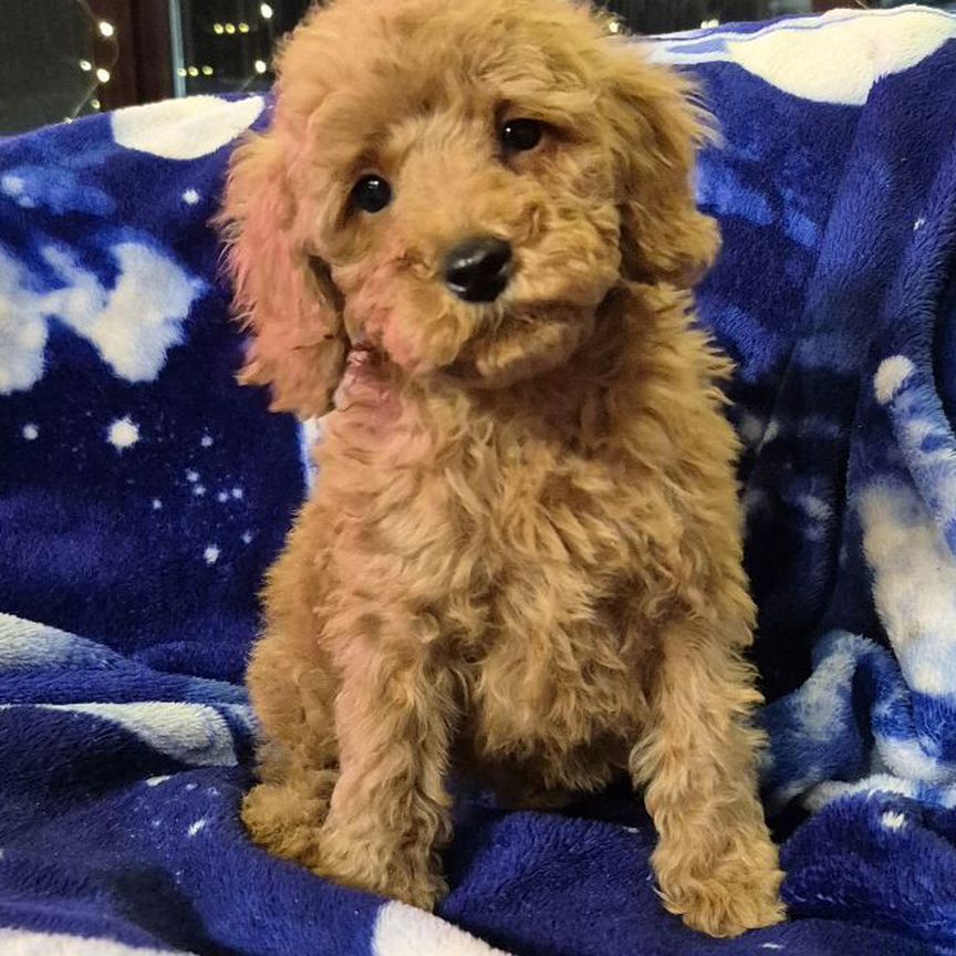 Той-пудель, щенок