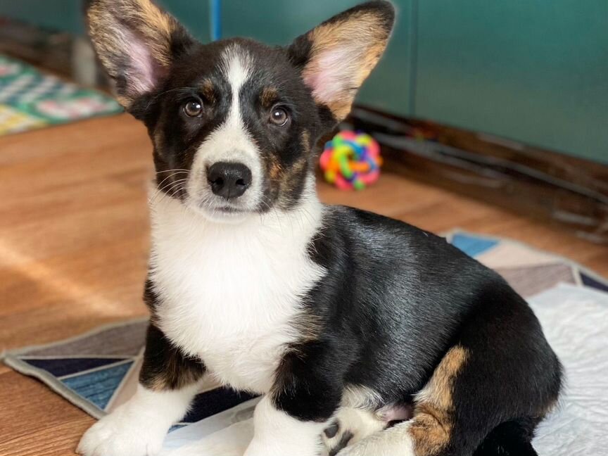 Вельш корги кардиган щенки