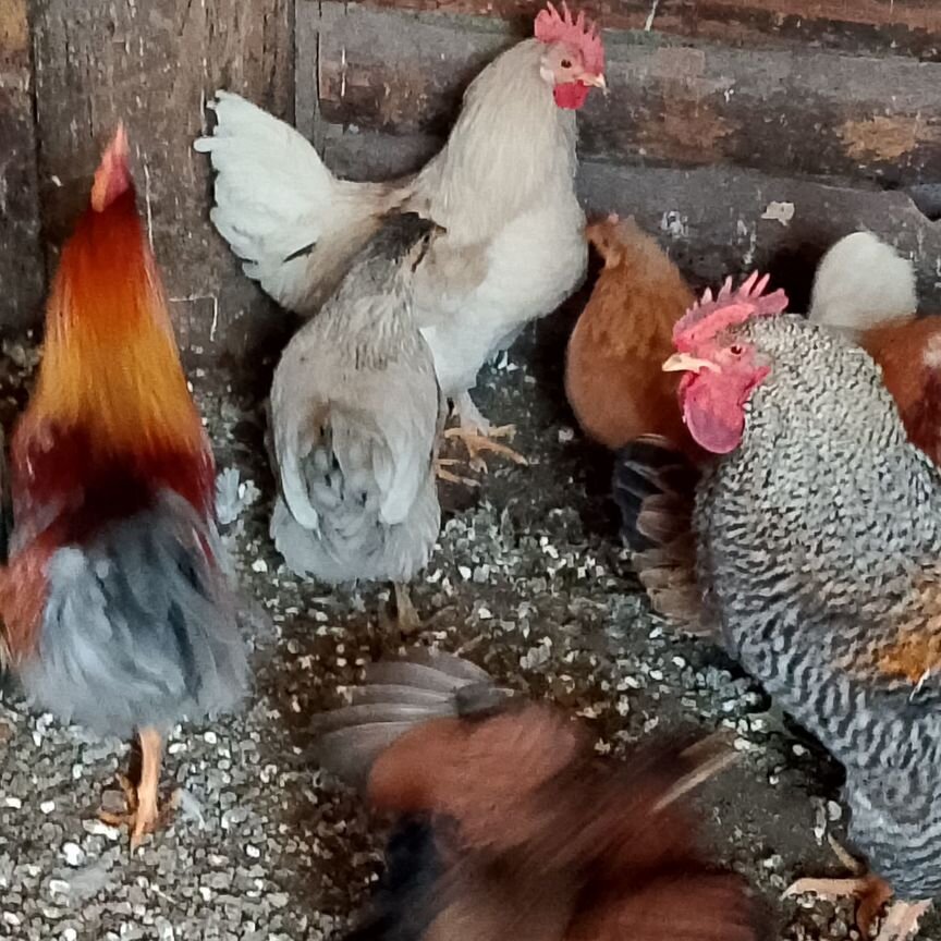 Куры петухи