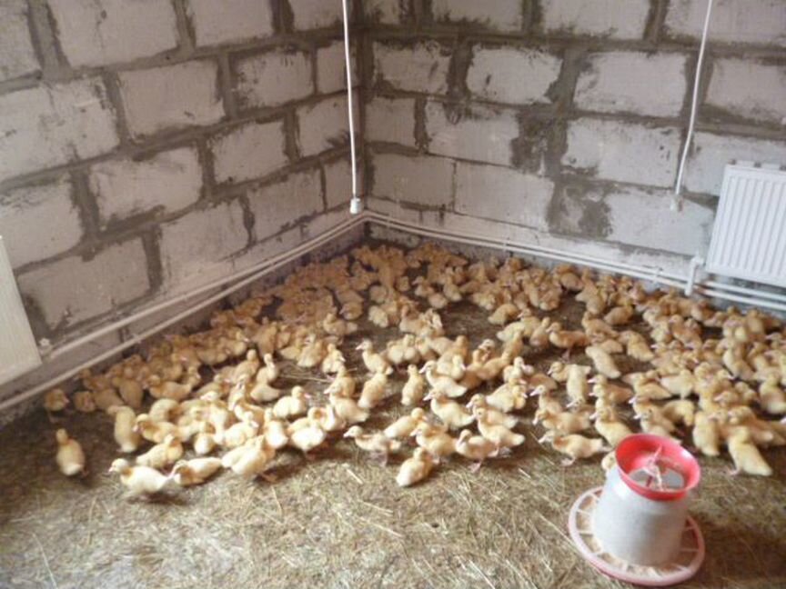 Продаются утята