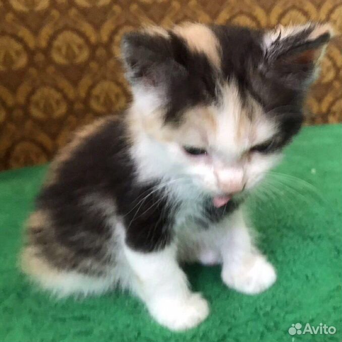 Трехшерстный котенок девочка