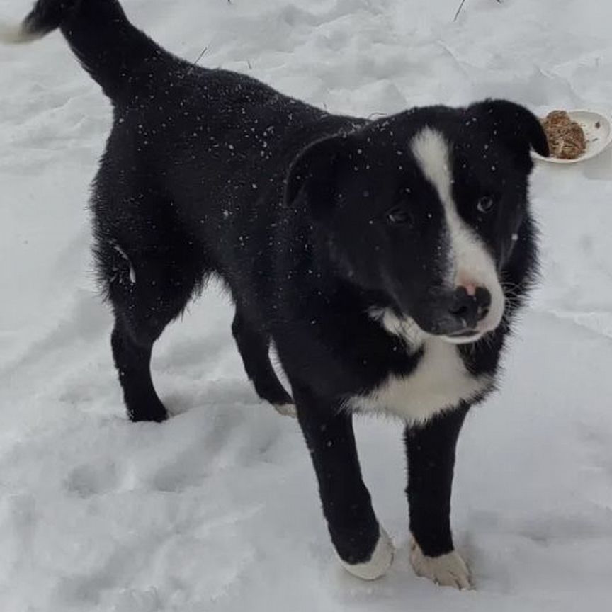 Взрослый пёс в добрые руки