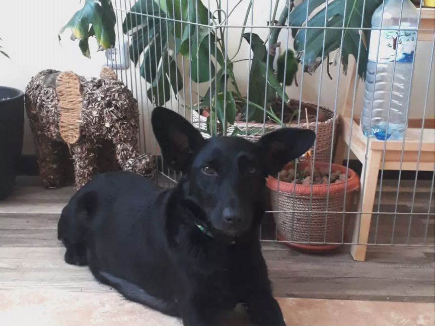 Скромная девочка в добрые руки