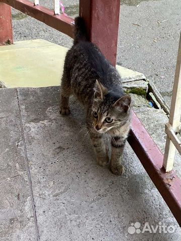 Котик без хвостика,нуждается в доме