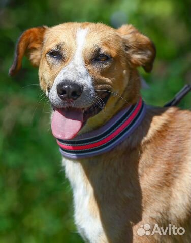 Настёна. Золото томится в приюте