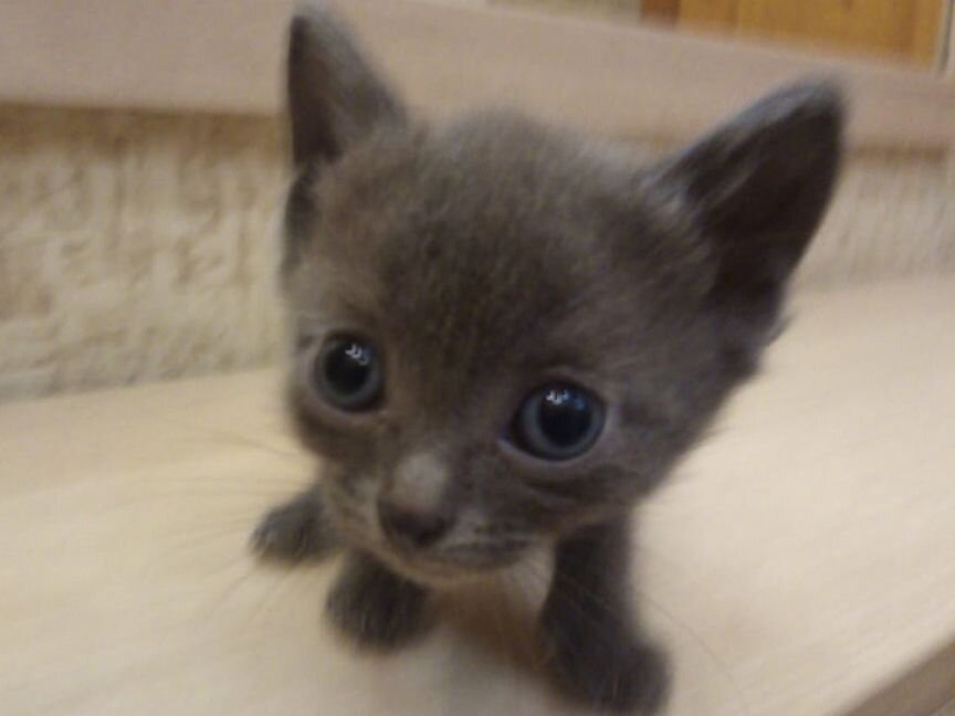 Домашний котёнок