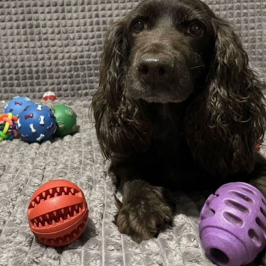 Мячик для собак