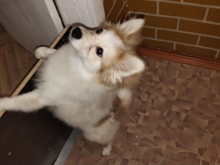 Отдам в добрые руки щенка миттельшпица