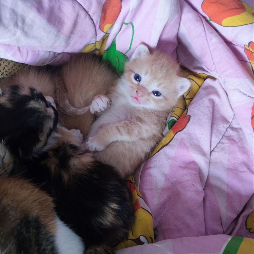 Котята в добрые руки бесплатно
