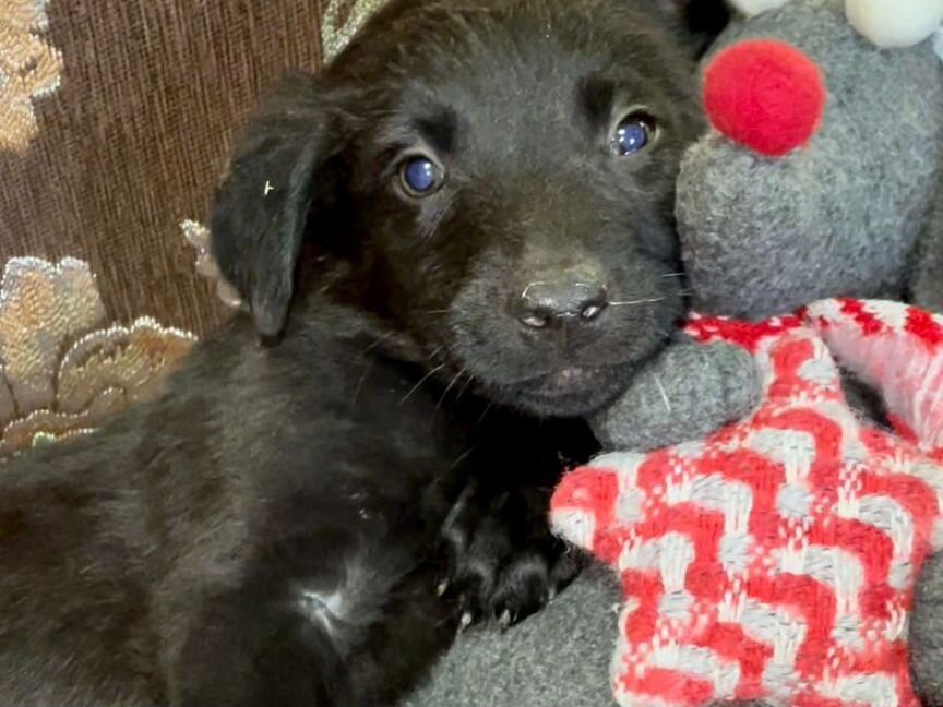 Щенок мальчик от небольшой собаки бесплатно