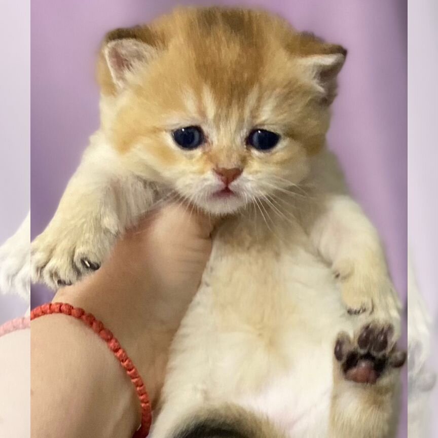 Шотландская кошечка